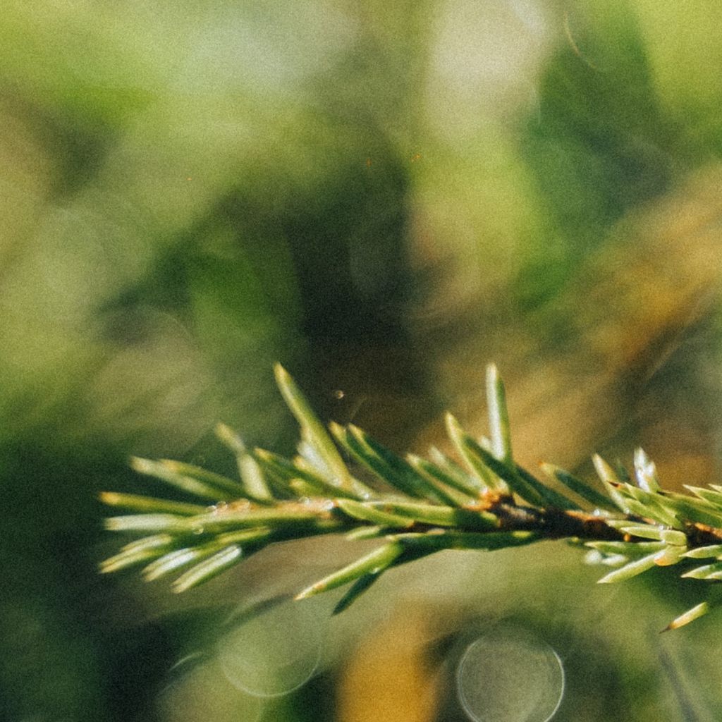 Cedar: Meaning & Usage | EcoTree