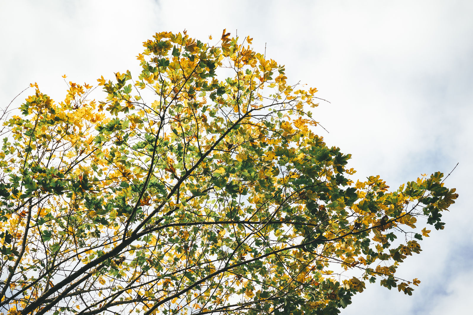 Norway Maple: meaning, use and symbolism | EcoTree