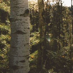 Poplar: Meaning & Usage | EcoTree