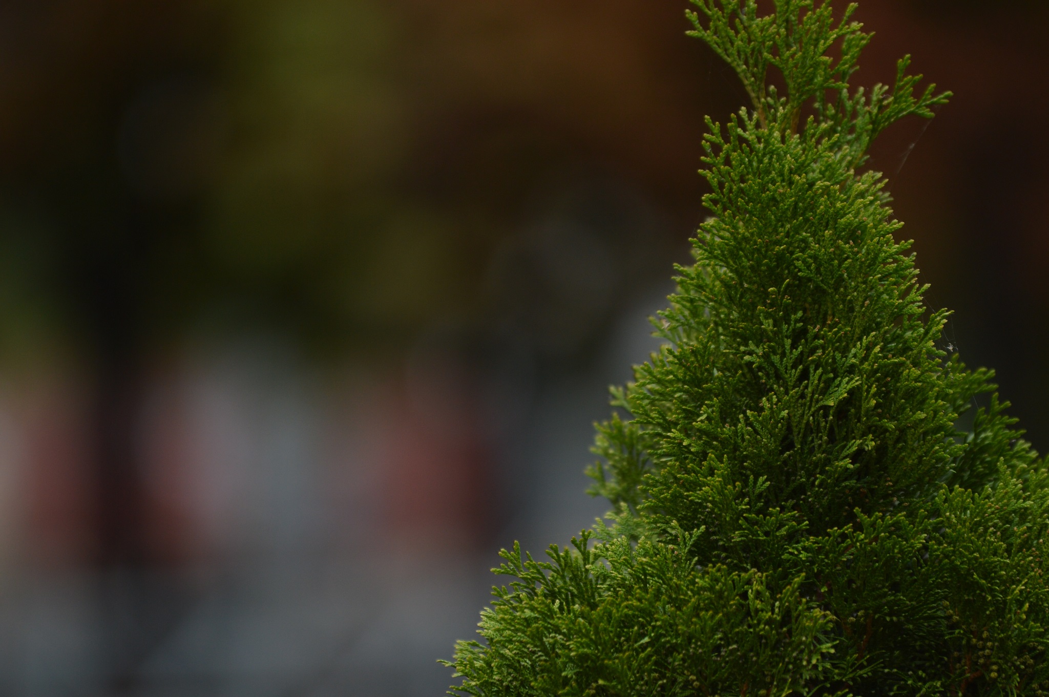 Thuya géant - thuja plicata : Sens, symbole & usage | EcoTree