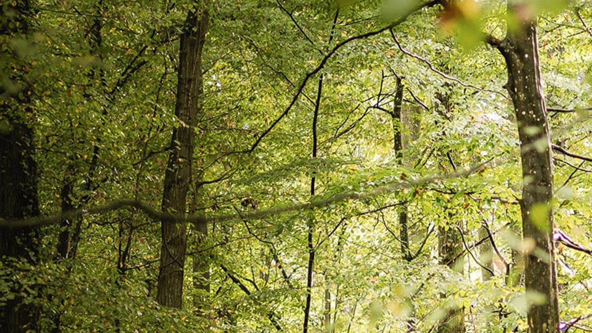 Bienvenue dans notre marché aux arbres ! | EcoTree