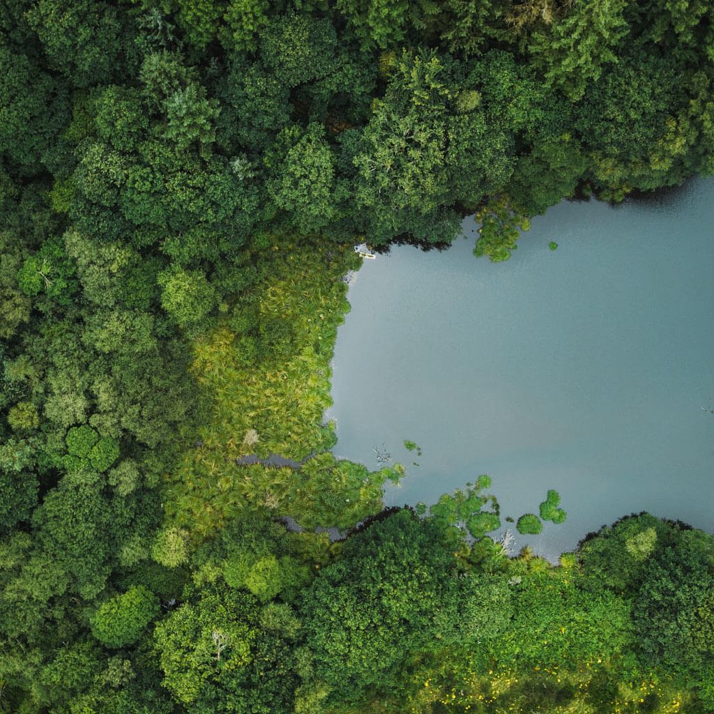 How to fight climate change | EcoTree