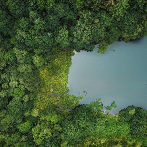 How to fight climate change | EcoTree