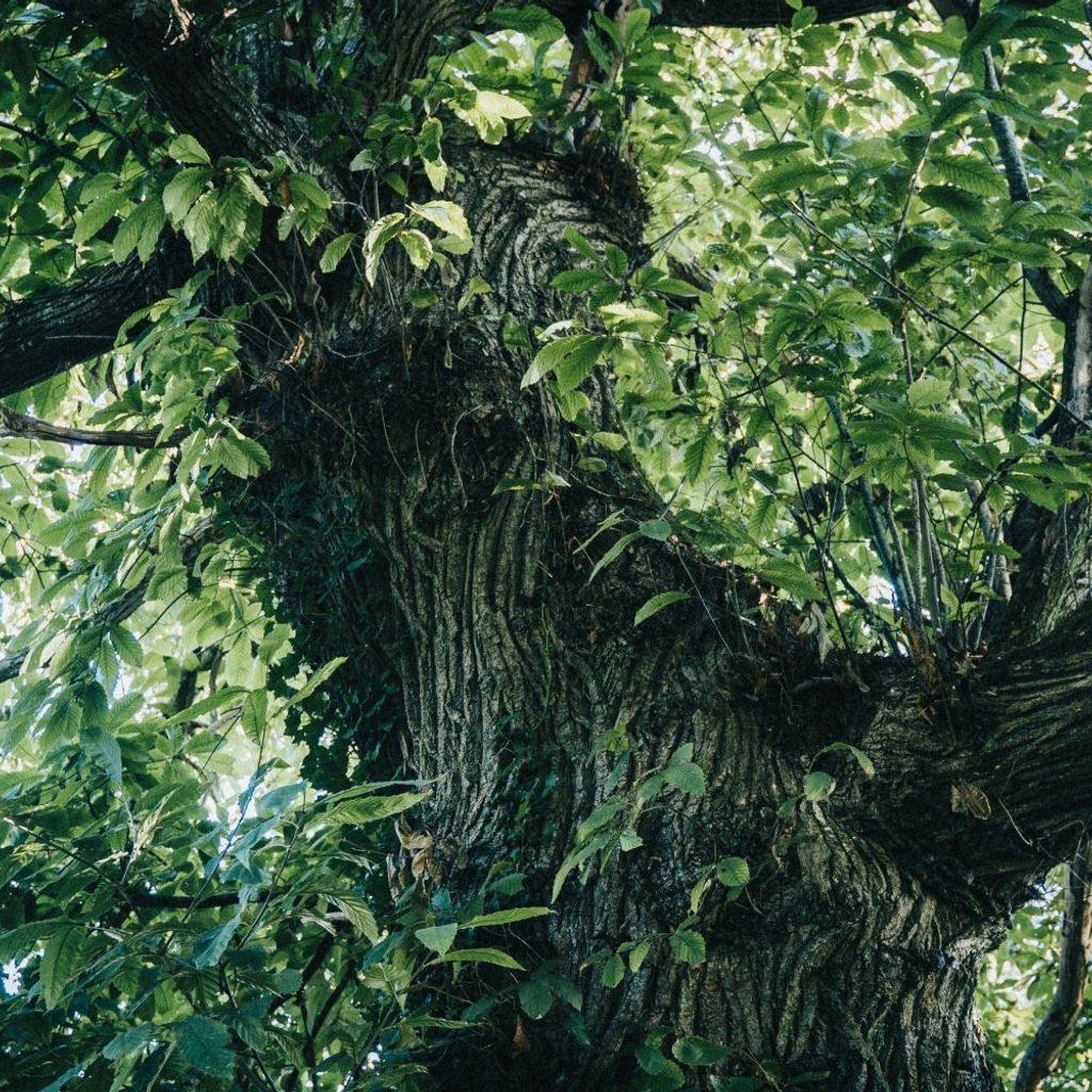 How much CO2 does a tree absorb? Let’s get carbon curious!