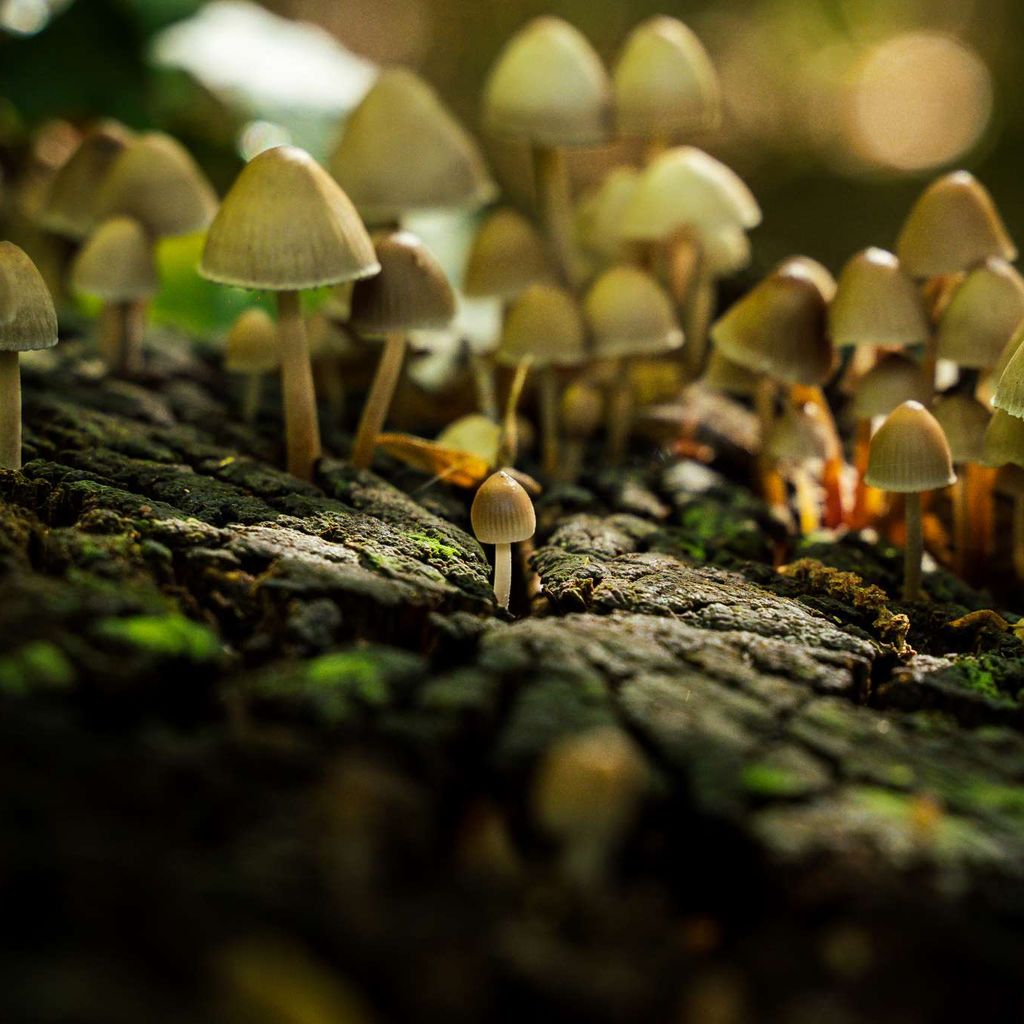 EcoTree Forests | Respect for ecosystems | EcoTree