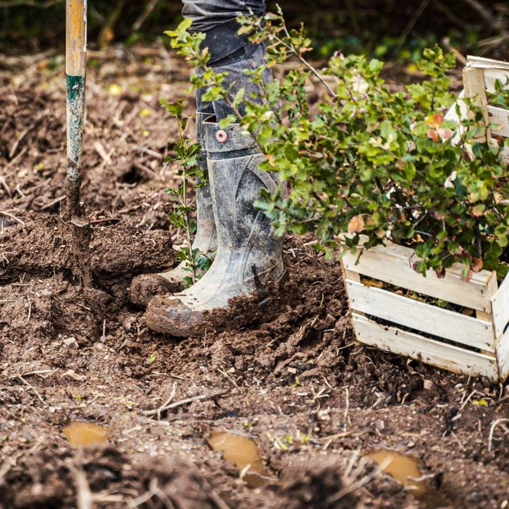 EcoTree Forests | Respect for ecosystems | EcoTree
