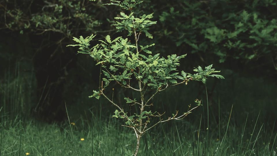 Comment nous récompensons votre investissement dans la préservation de ...
