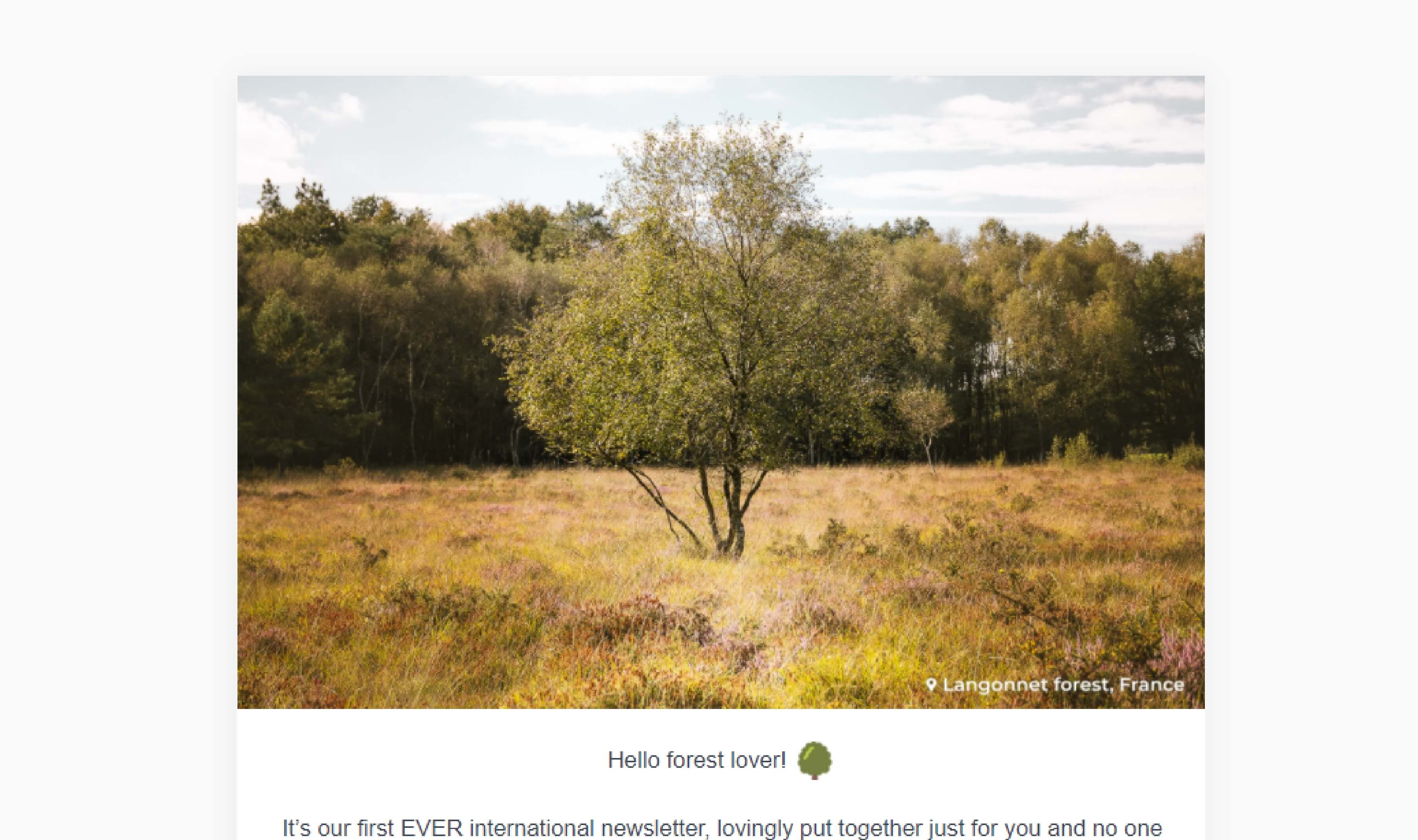 Sign up to our newsletter. Stay connected to EcoTree forests! | EcoTree