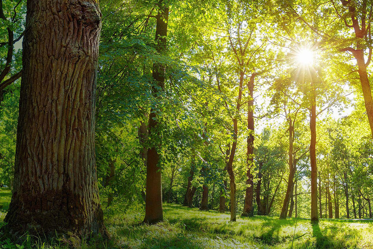Thank you for your message | EcoTree